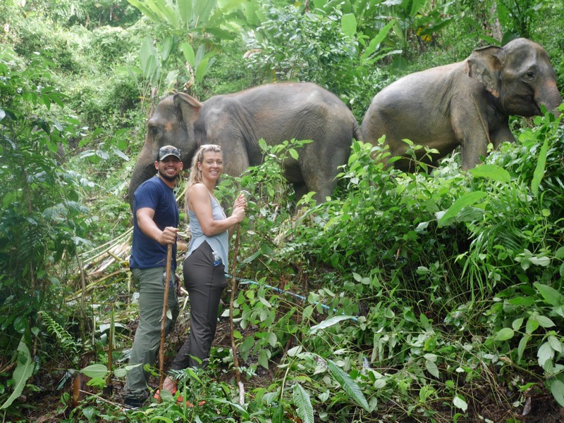 Elephant Jungle Sanctuary One Day Walk With Elephants
